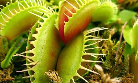 Las 5 plantas más raras del mundo mimus mx
