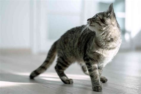 Qu Est Ce Que Cela Signifie Lorsque Les Chats Tremblent JHM Blogs