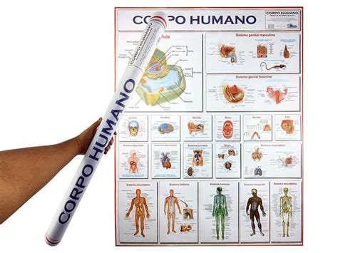 Banner Mapa Anatomia Do Corpo Humano 120x90CM Para Estudo Biologia