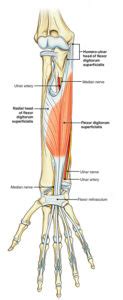 Flexor Digitorum Superficialis Earth S Lab