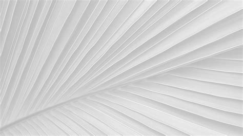 Textured Background With A Vibrant Green Fan Palm Leaf Eco Pattern