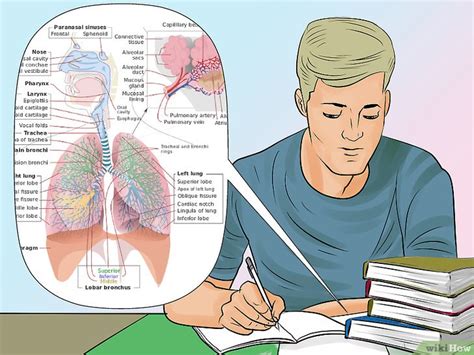 3 formas de estudiar anatomía wikiHow