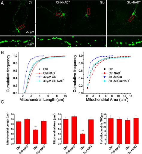 NAD Inhibits Glutamate Induced Mitochondrial Fragmentation A