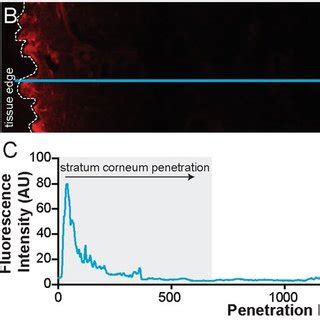 Generation Of Fluorescence Intensity Profiles Using ImageJ Plot