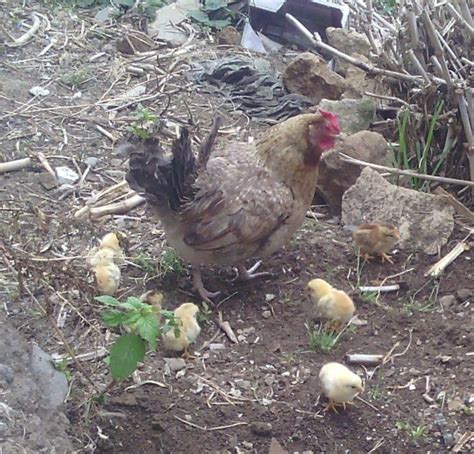 Mamá gallina y sus pollitos Mama gallina Gallinas Pollo