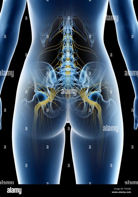 Human Sciatic Nerve Illustration Stock Photos Human Sciatic Nerve