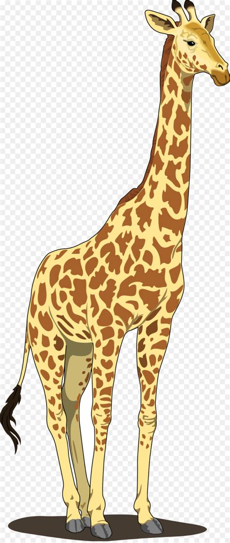 Giraffe Clipart Clip Art Library