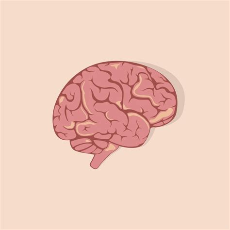 Cérebro humano colorido Anatomia do órgão interno Fundo branco ícone