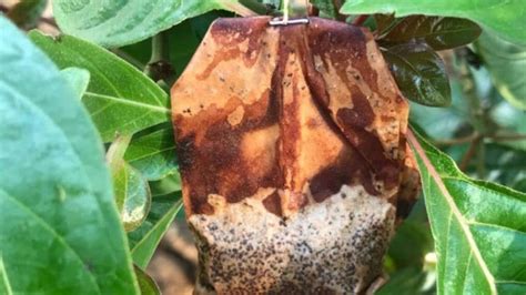 Comment réutiliser les sachets de thé comme engrais naturel pour le sol