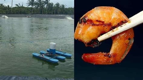 Budidaya Udang Air Tawar Peluang Usaha Ternak Cepat Panen