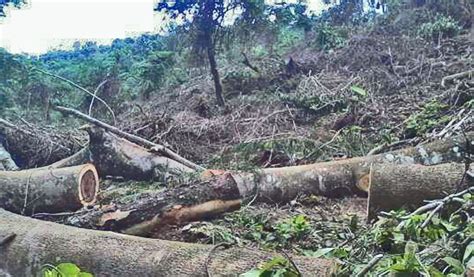 Denuncian tala de árboles en zona protegida al occidente de El