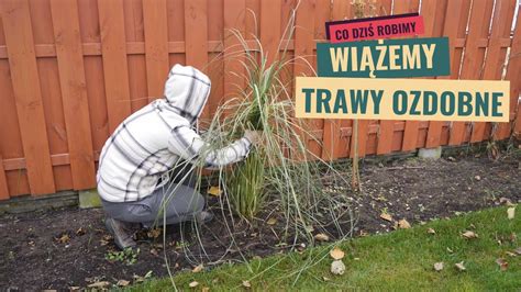 Wiązanie traw ozdobnych Porządki w narzędziach ogrodowych Czy sadzić