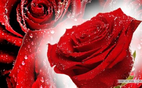 Red Rose Full Hd Wallpaper Free Infoupdate Org