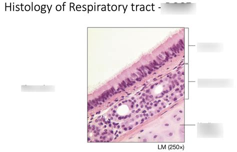 Trachea Histology Diagram Diagram Quizlet