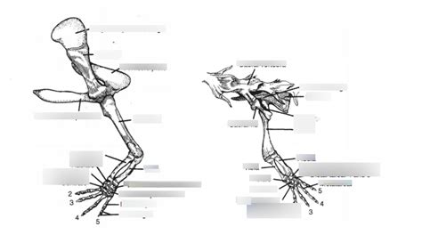 Necturus Pectoral And Pelvic Girdle Diagram Diagram Quizlet