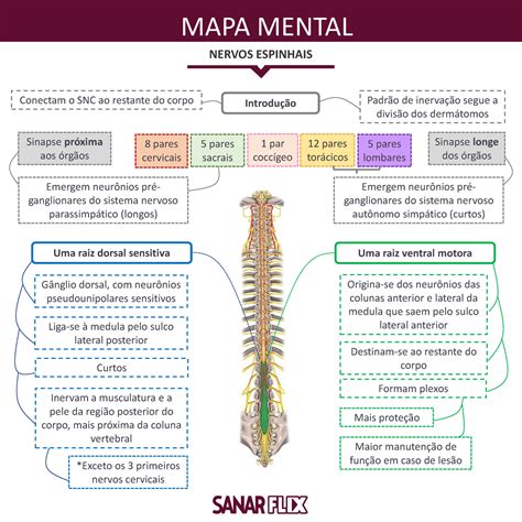 Mapa Mental Nervos Espinhais Nervos Espinhais Conectam O Snc Ao