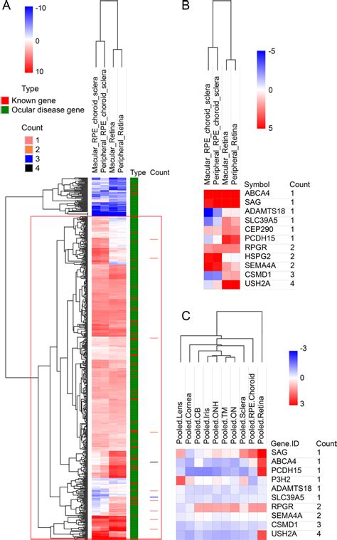 Hierarchical Cluster Analysis Of Gene Expression A The Heatmap Of