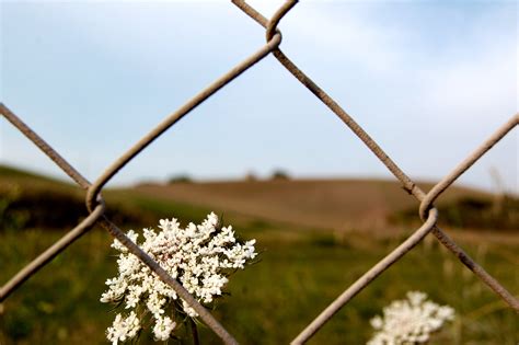 Banco de imagens árvore natureza ramo Flor plantar luz solar