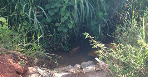 G1 Moradores convivem esgoto a céu aberto em bairro de Cacoal RO