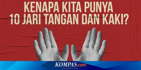 INFOGRAFIK Misteri Tubuh Manusia Kenapa Kita Punya 10 Jari Tangan Dan