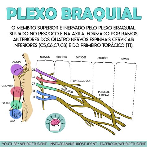 Mapa Mental Plexo Braquial Neuroanatomia Funcional The Best Porn Website