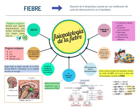Fisiopatología de fiebre Mind Map Medicina de urgencias Fiebre