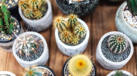 Different Types Of Cactus Plants You Can Grow Indoors