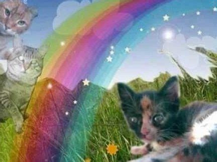A dónde van los gatos cuando mueren