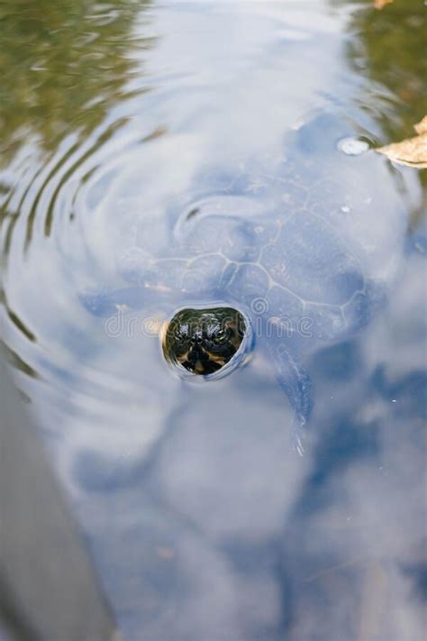A Vertical Photo Of An Emerging Turtle Its Shell Is In The Water And