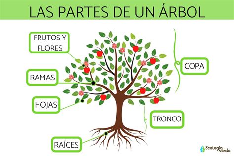 Details 48 parte de los árboles Abzlocal mx