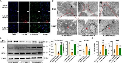 SAP EV Integrin Attenuates PMVEC Tight Junction Proteins Expression