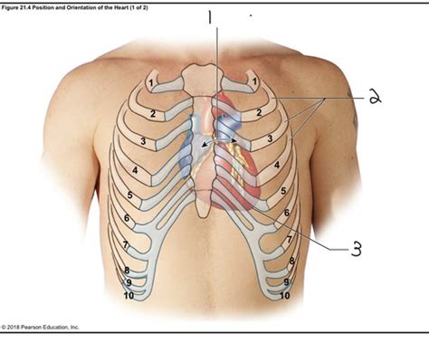 Anatomy And Physiology Exam Review Flashcards Quizlet