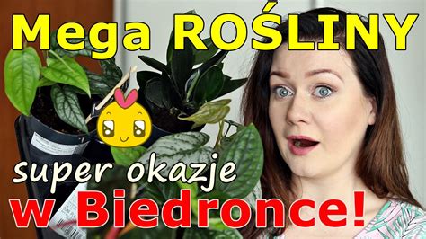 Moje zakupy piękne ROŚLINY w Biedronce w świetnych cenach YouTube