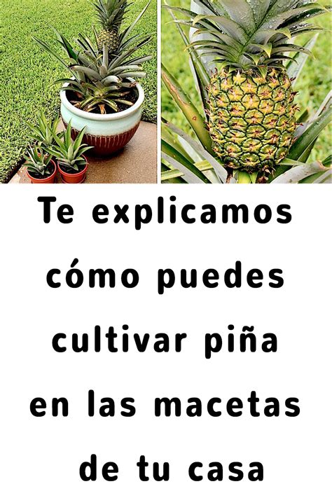 Te explicamos cómo puedes cultivar piña en las macetas de tu casa