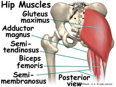 Hip Joint Mobility Physiotherapy Clinic