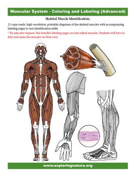 Skeletal Muscle Diagrams And Just Muscles Labeling Bundle For Hs College