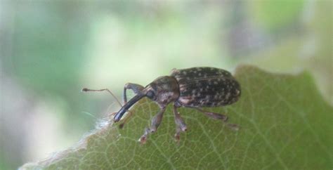 Réf 216801 INSECTA Coleoptera Curculionidae Dorytomus sp