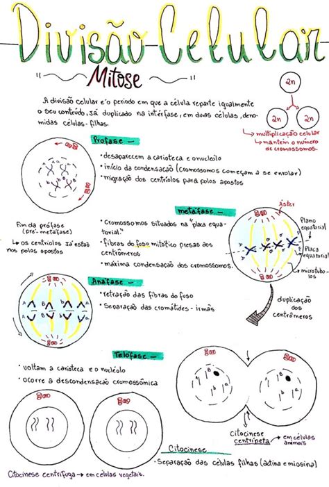 Divis O Celular Ou Ciclo Celular Mitose E Meiose Resumo E Mapas