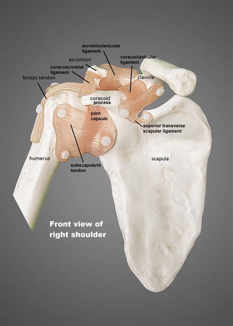 Shoulder Joint Ligaments Diagram