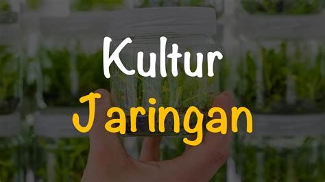 Kultur Jaringan Adalah Pengertian Tahapan Dan Manfaat Freedomsiana