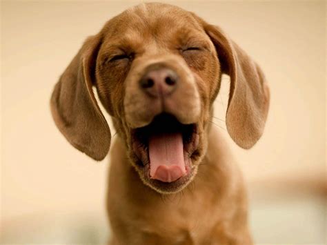 Pets Wallpapers Wallpaper Cave