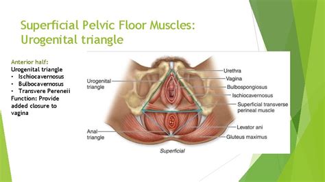 Superficial Layers Of Pelvic Floor