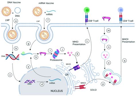 Nucleic Acid Vaccine Delivery Method 43 The LNP Formulated DNA Or