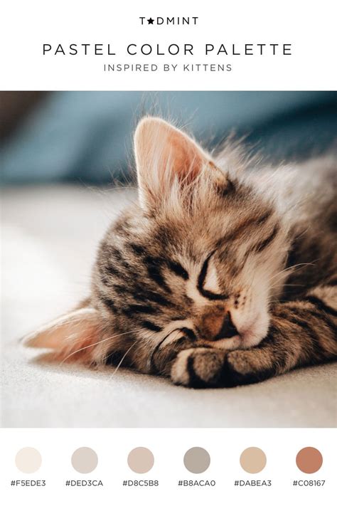 8 Pastel Color Palettes Inspired By Kittens TADMINT Design