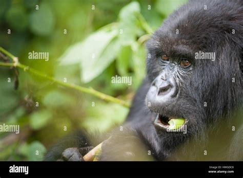 Berggorillas Gorilla Berengei Berengei Trekking Im Volcanoes