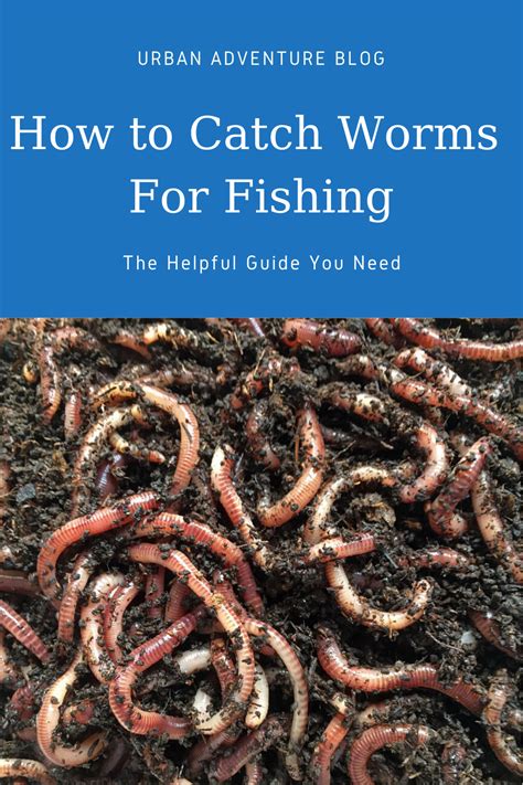 How To Catch Worms For Fishing The Helpful Guide You Need Artofit