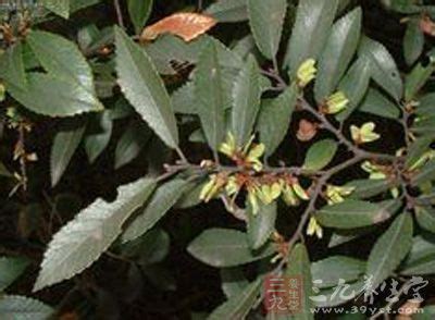 榔榆茎叶图册 360百科