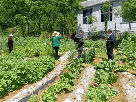 乡镇人大太和土家族乡助力非粮化整治守护群众粮袋子 耕地 工作 监督