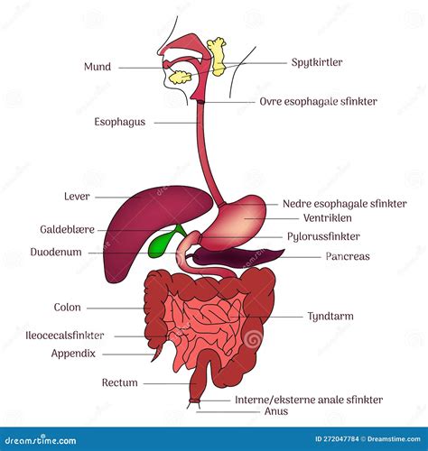 Internal Human Digestive System Anatomy Illustration Line Art With
