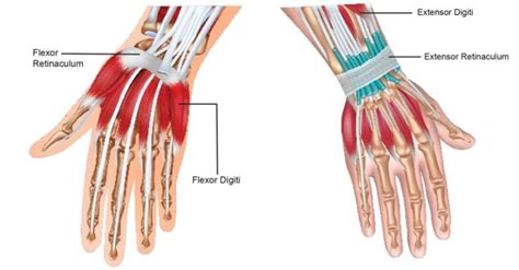 Wrist Finger Flexors Extensors Sawan Books